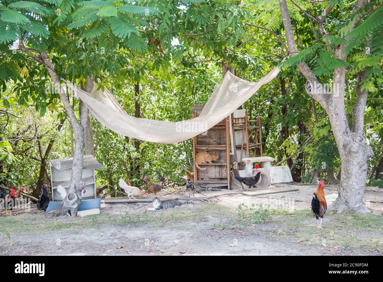 St croix virgin islands chicken hi-res stock photography and images - Alamy