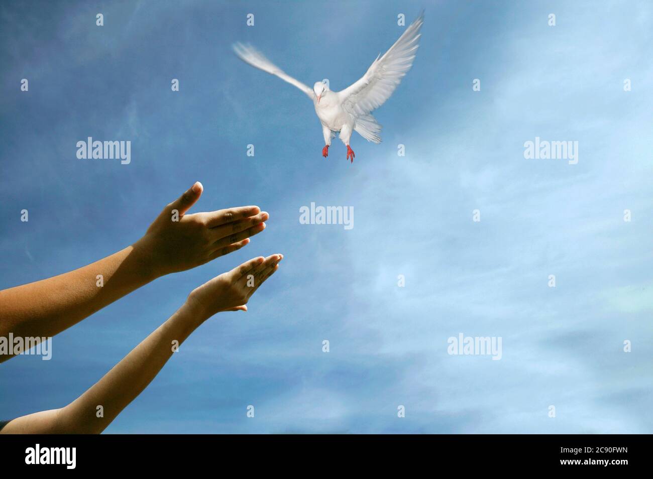 Woman's hands releasing dove in sky Stock Photo - Alamy