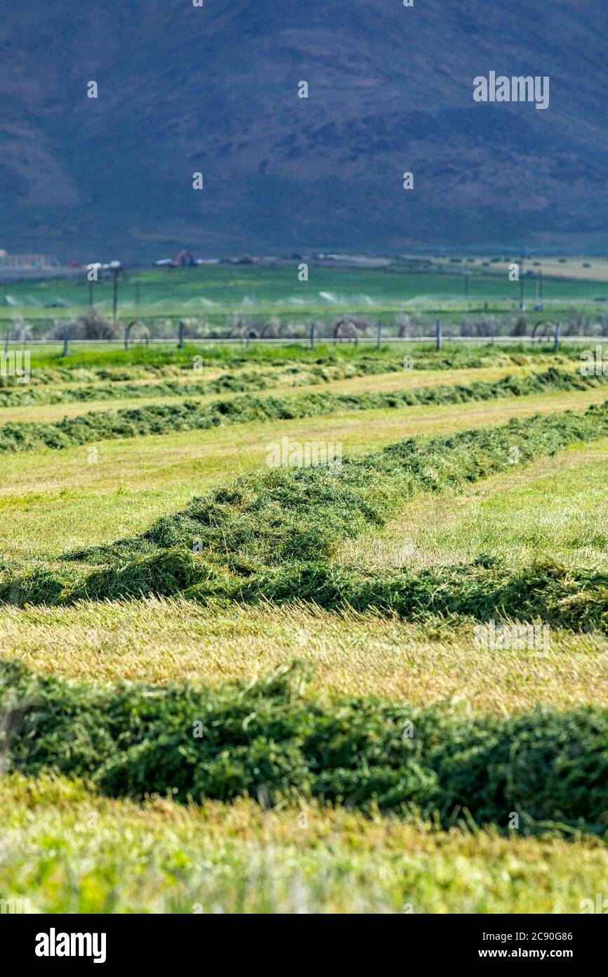 Grass field rural hi-res stock photography and images - Alamy