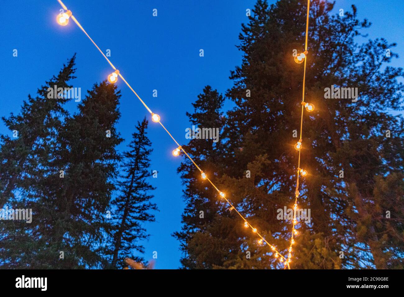String lights against pine trees Stock Photo - Alamy