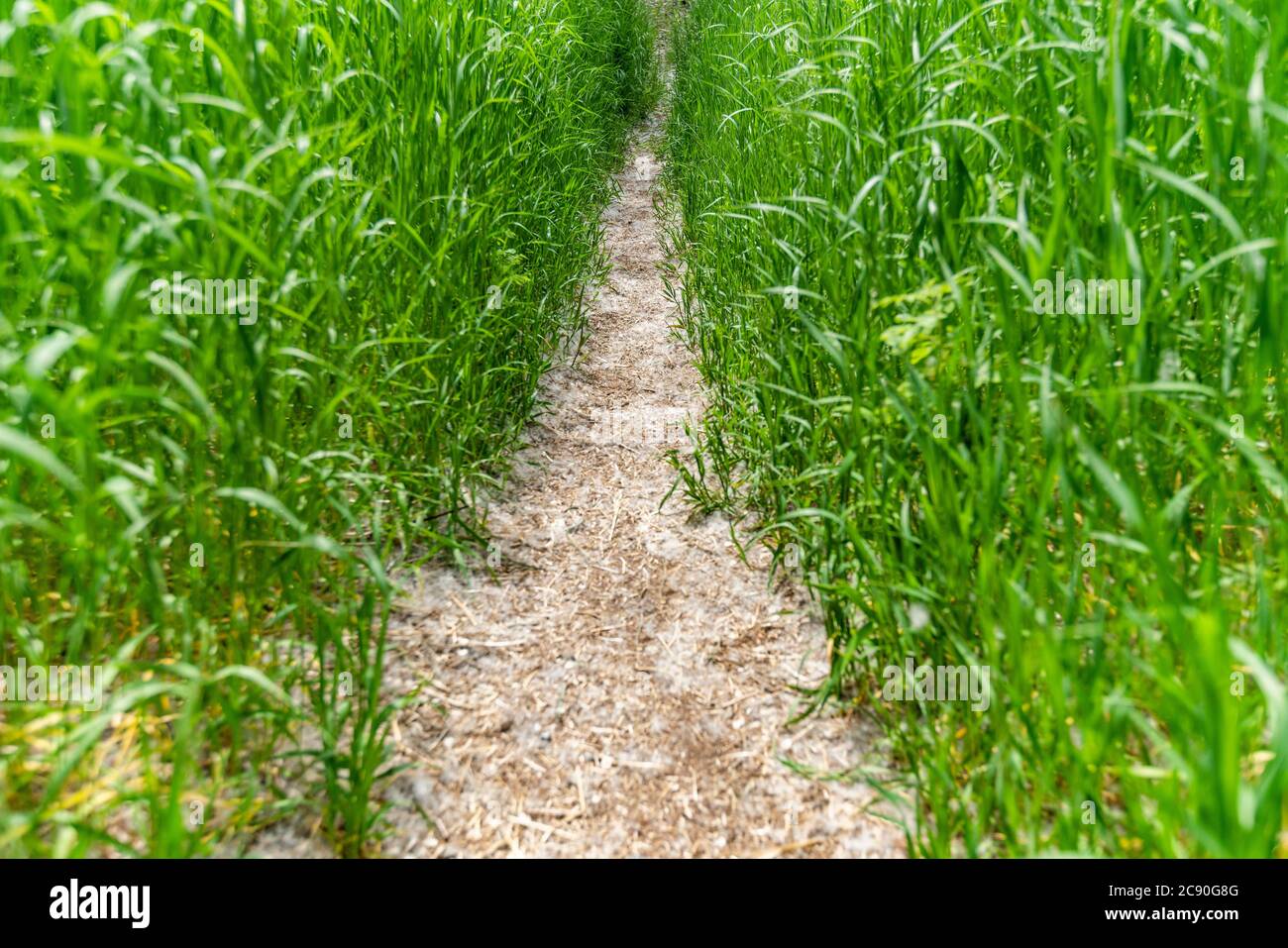 Footpath in nature hi-res stock photography and images - Alamy