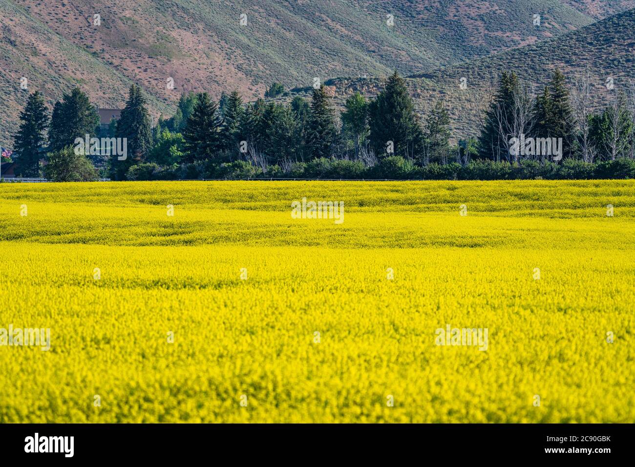 USA, Idaho, Sun Valley, Field of mustard Stock Photo - Alamy