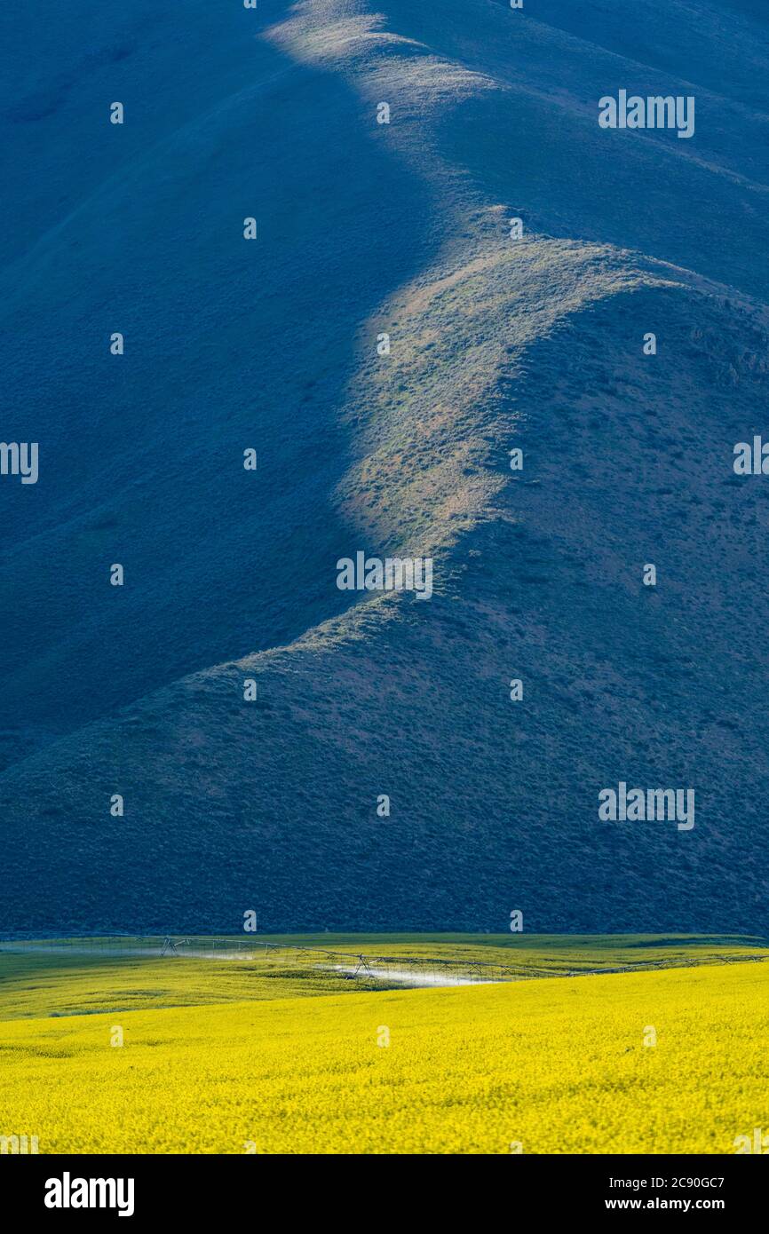 USA, Idaho, Sun Valley, Field of Mustard with hills behind Stock Photo ...