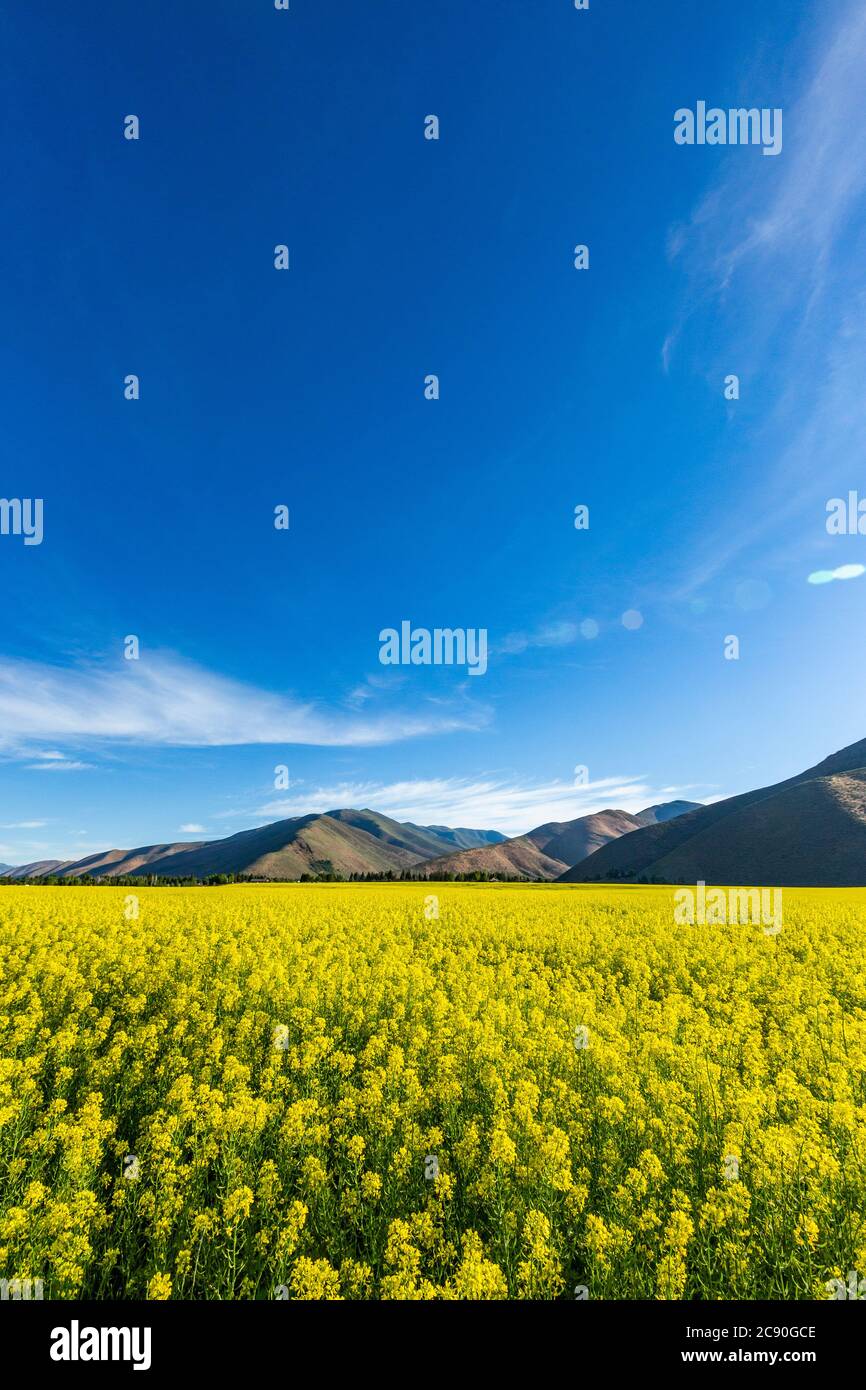 USA, Idaho, Sun Valley, Field of Mustard with hills behind Stock Photo ...