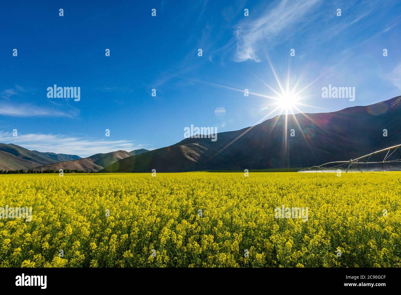 USA, Idaho, Sun Valley, Field of Mustard with hills behind Stock Photo ...
