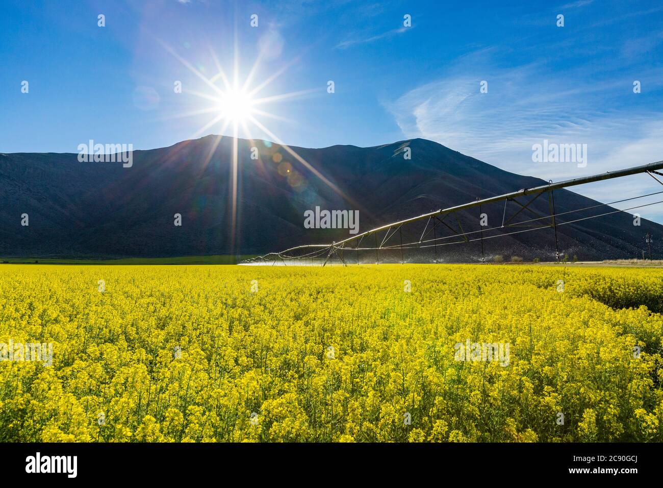 USA, Idaho, Sun Valley, Field of Mustard with hills behind Stock Photo ...
