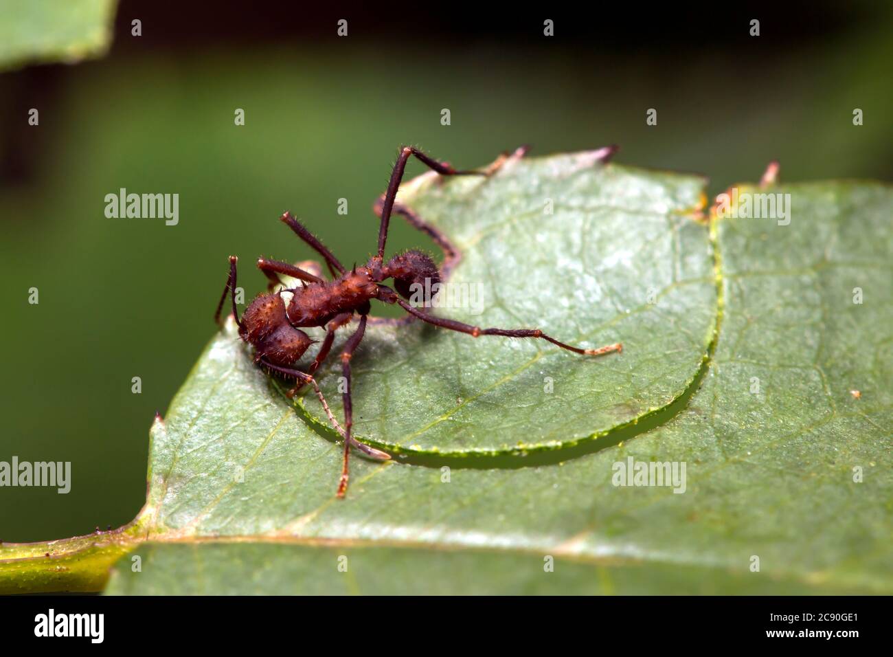 Brown ant cutting green leaf Stock Photo - Alamy