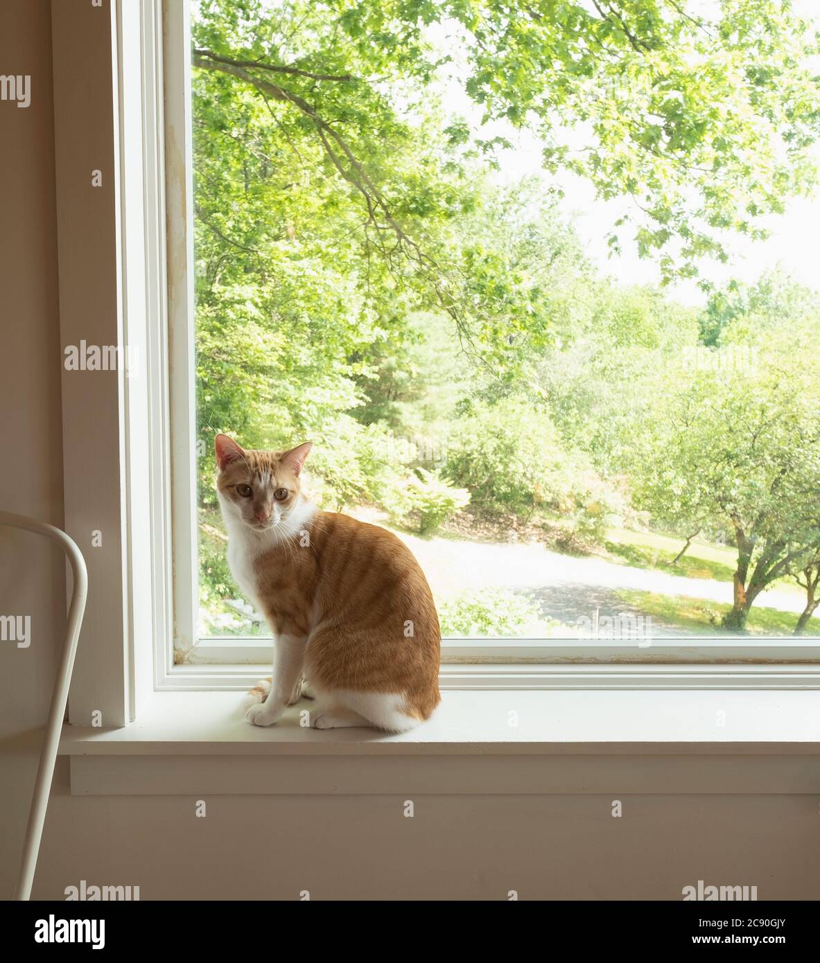 House cat on window sill Stock Photo - Alamy