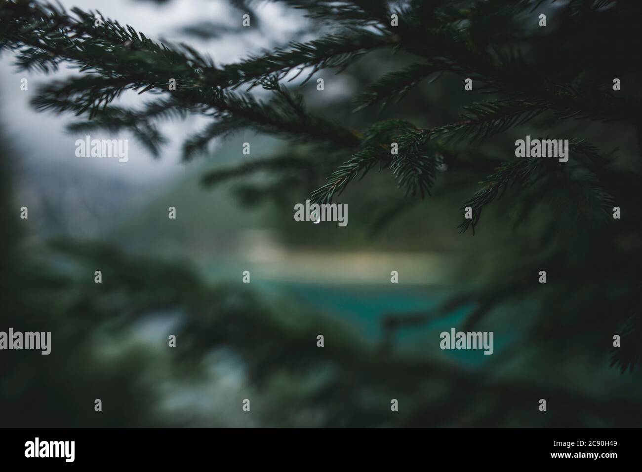 Italy, Wet branch of evergreen tree Stock Photo - Alamy