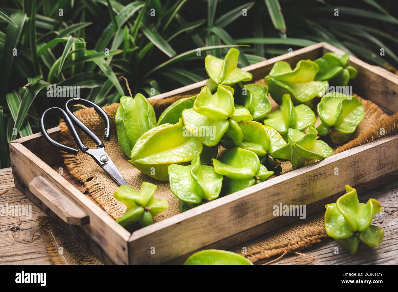 Starfruit eating hi-res stock photography and images - Alamy