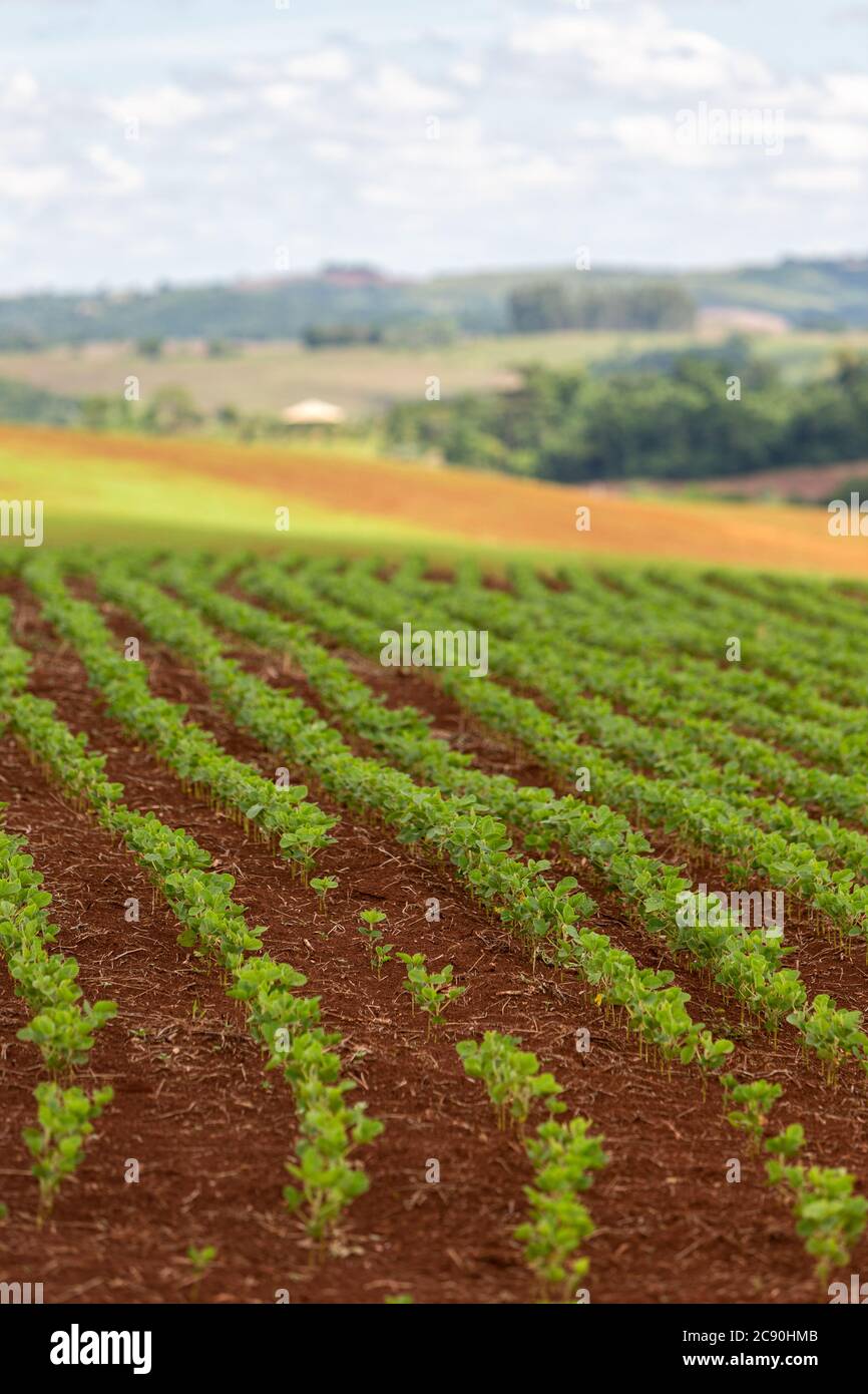 Soybean germ hi-res stock photography and images - Alamy