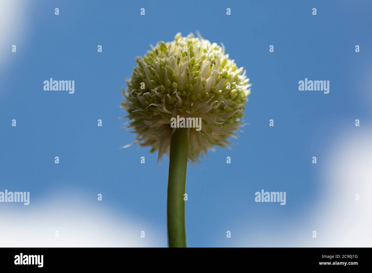 Garlic flower against the beautiful blue sky Stock Photo - Alamy