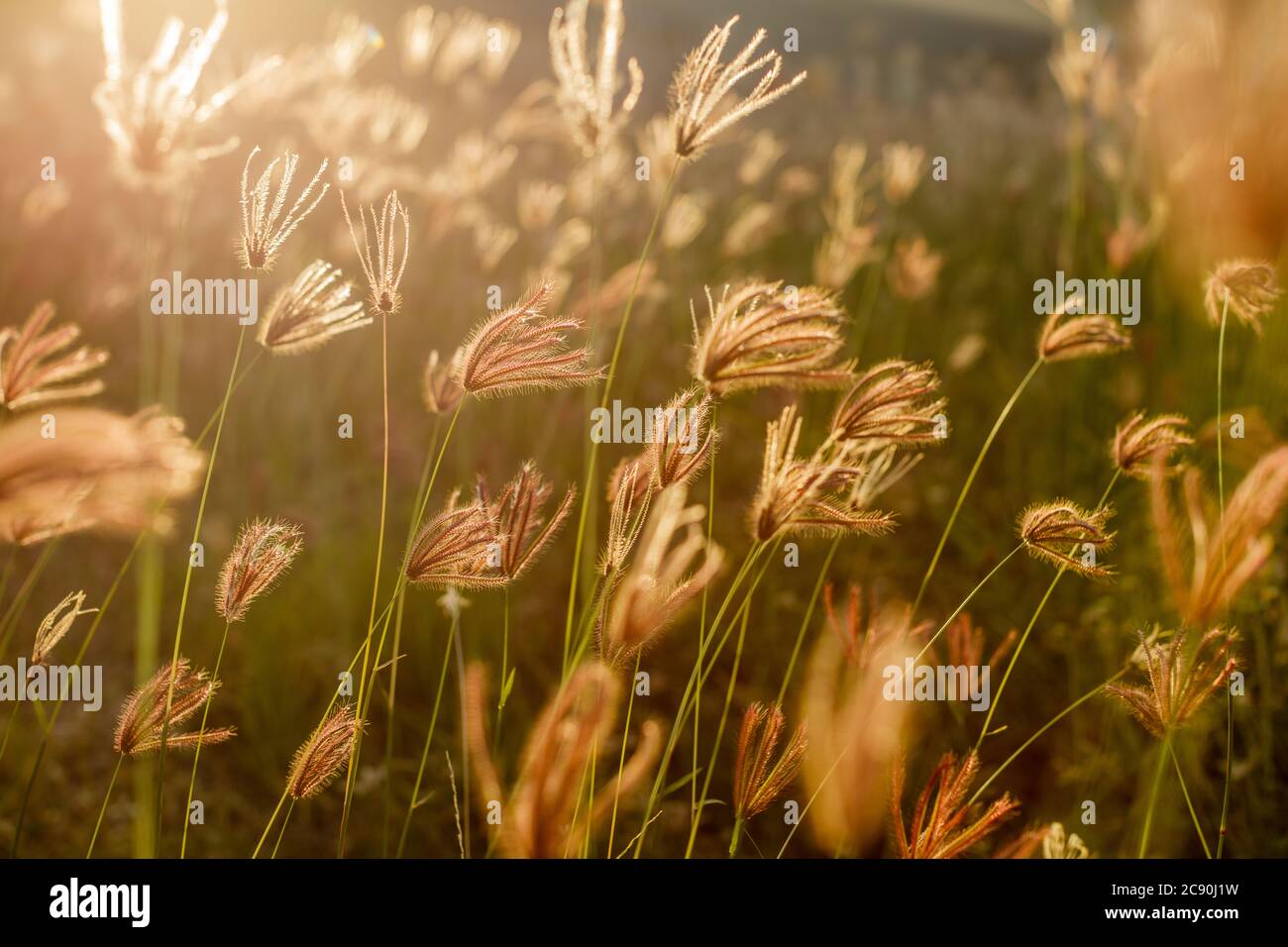Rhodes grass hi-res stock photography and images - Alamy