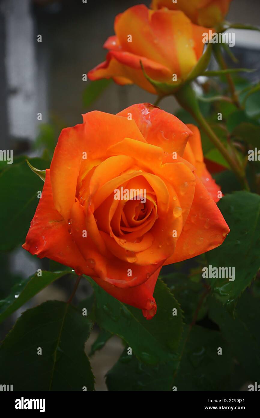 Orange rose in a summer garden close-up Stock Photo - Alamy
