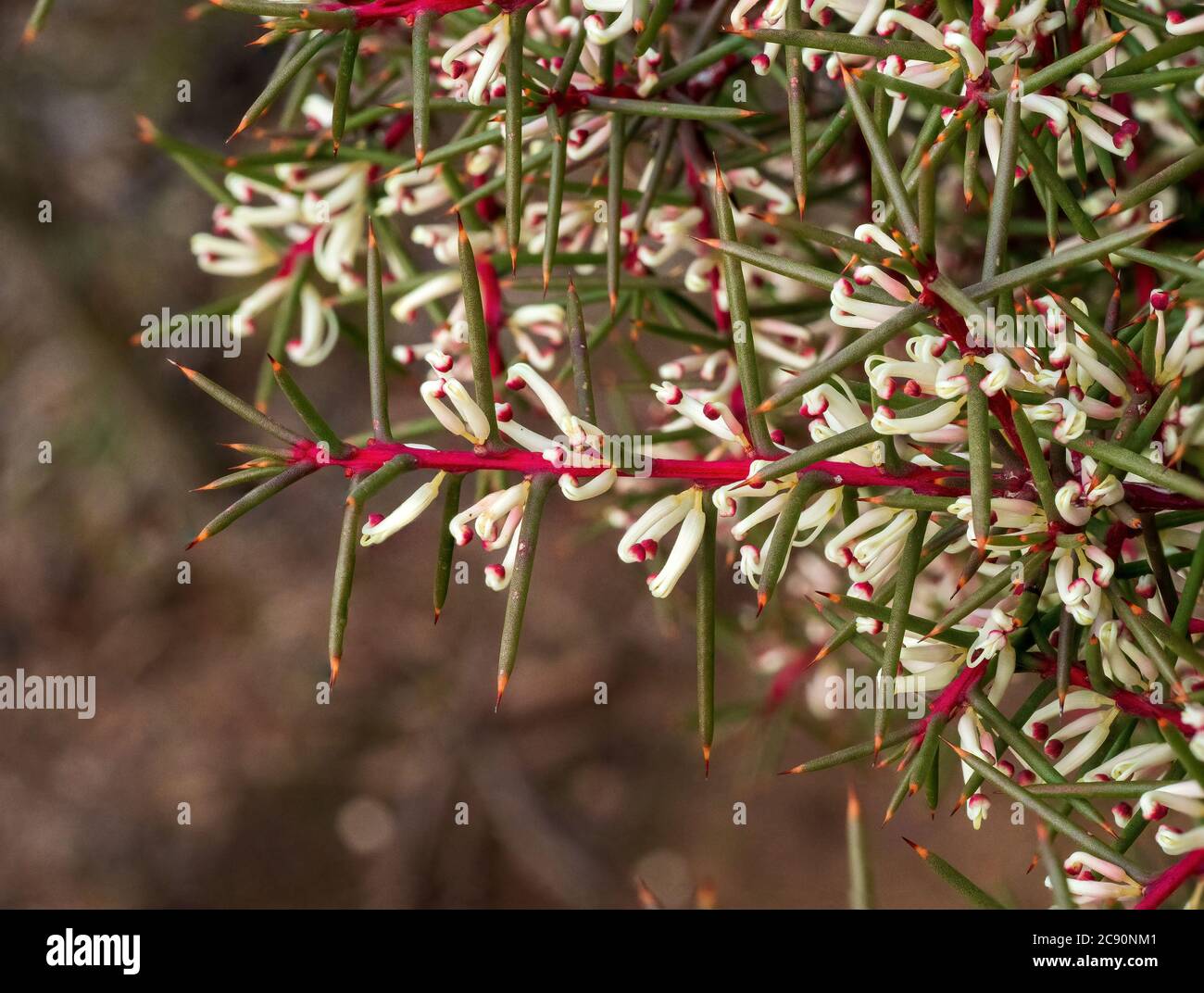 Bushy needlewood hi-res stock photography and images - Alamy