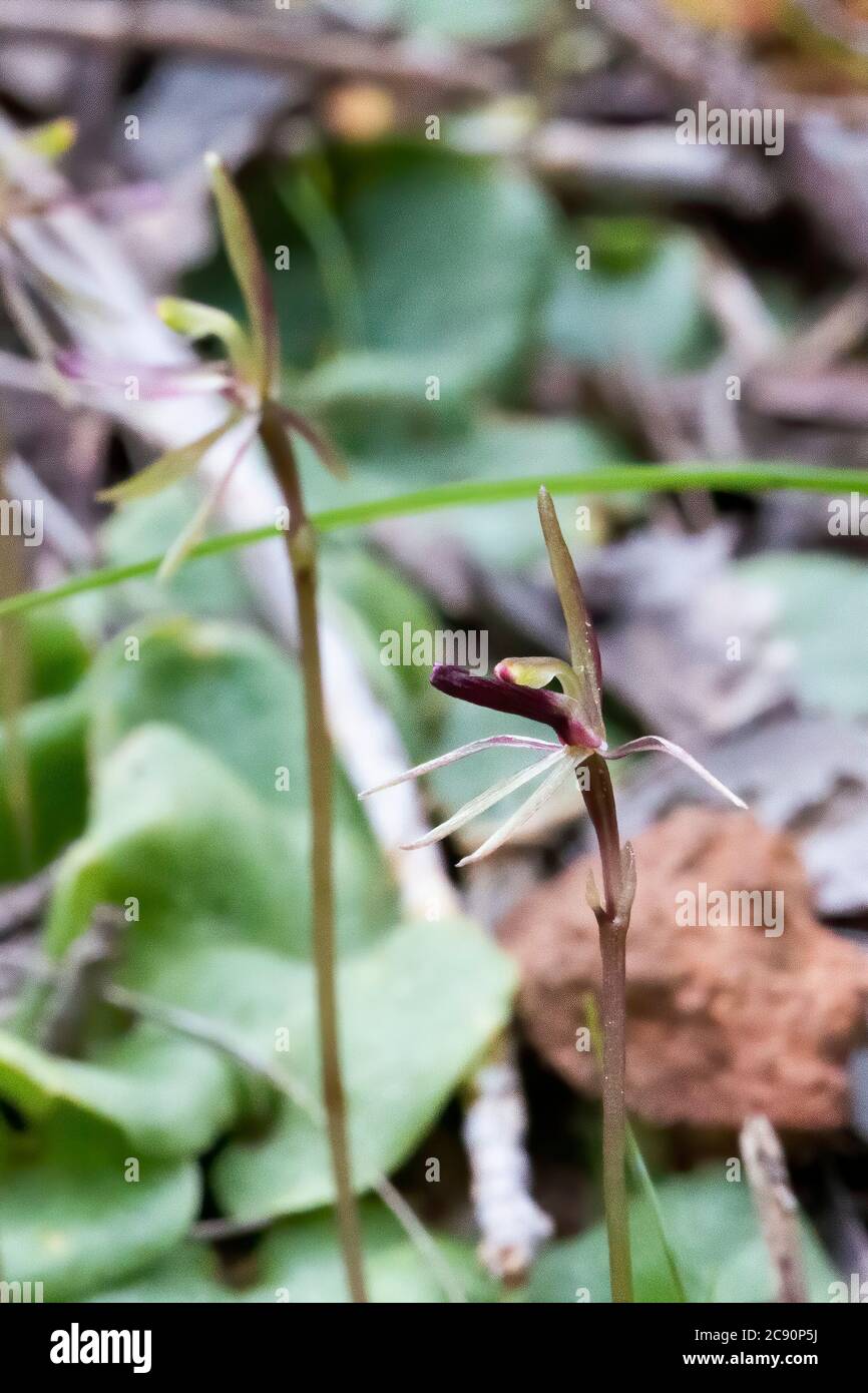 The Common Gnat-orchid (Cyrtostylis reniformis) is a very small single ...