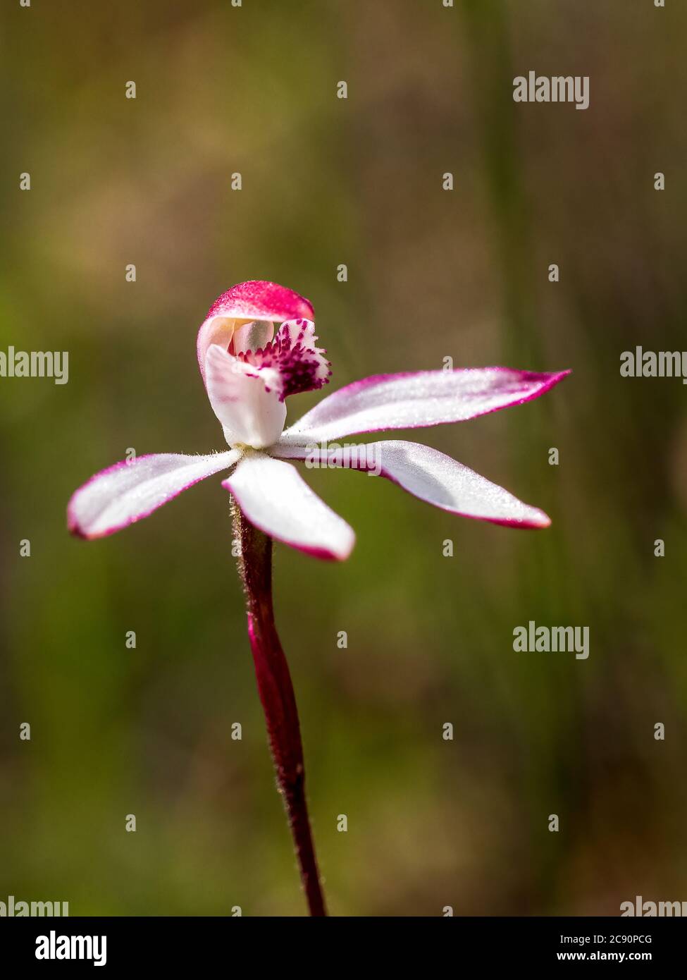 A small erect native orchid known as the Hooded Caladenia (Caladenia ...