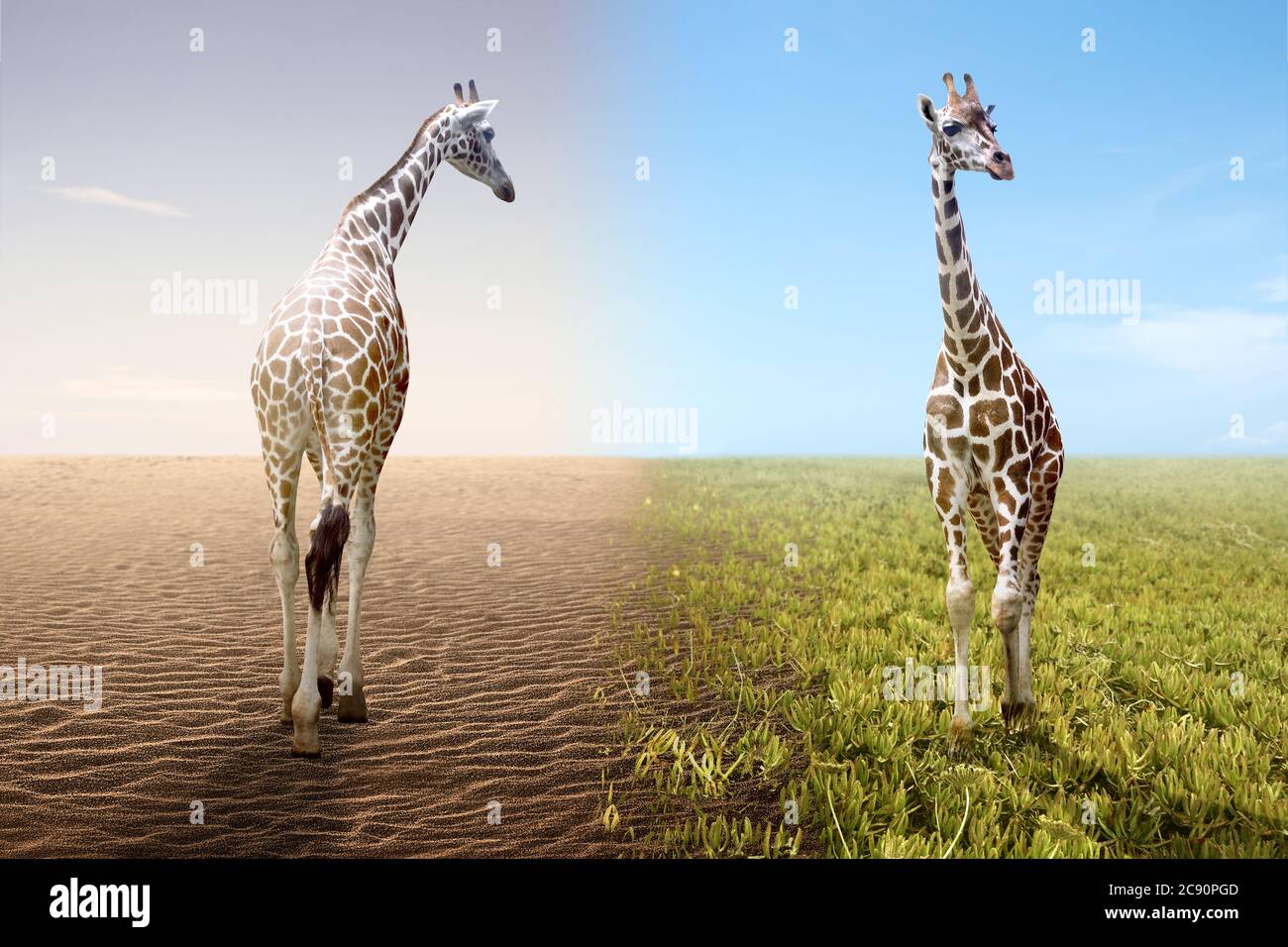 Giraffe on the drought ground and fertile soil on the field. Concept of ...