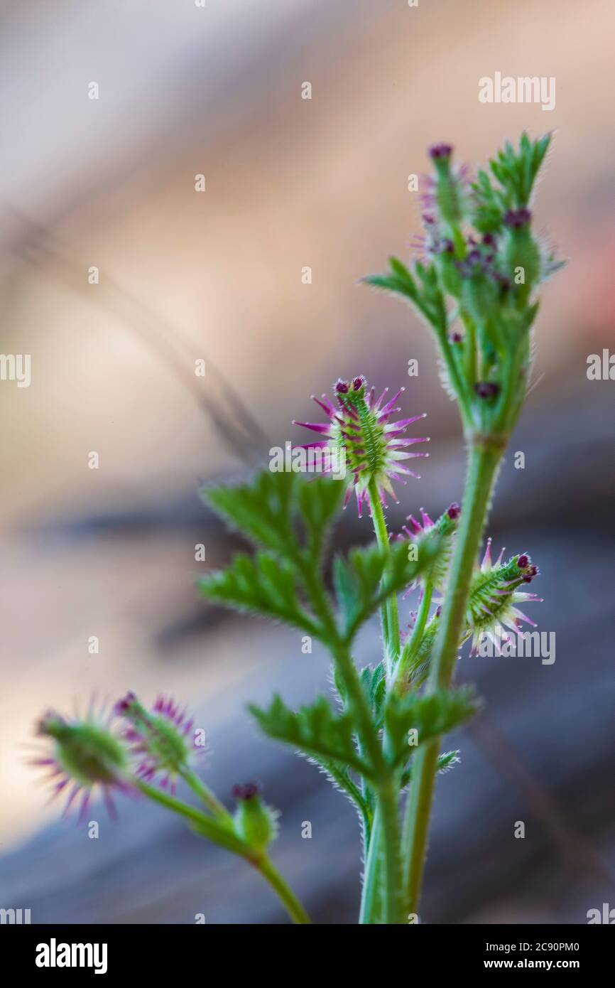 A small herbaceous plant native to Australia and New Zealand commonly ...
