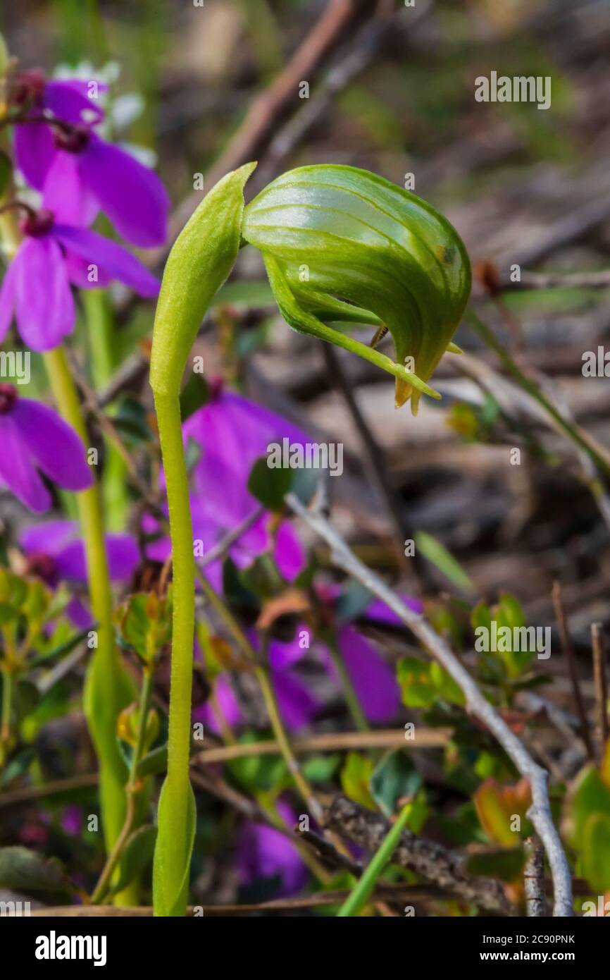 Australian greenhoods hi-res stock photography and images - Alamy
