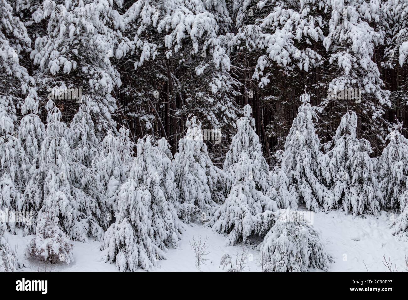 Evergreen trees at the treeline of a forest are weighed down by a heavy ...