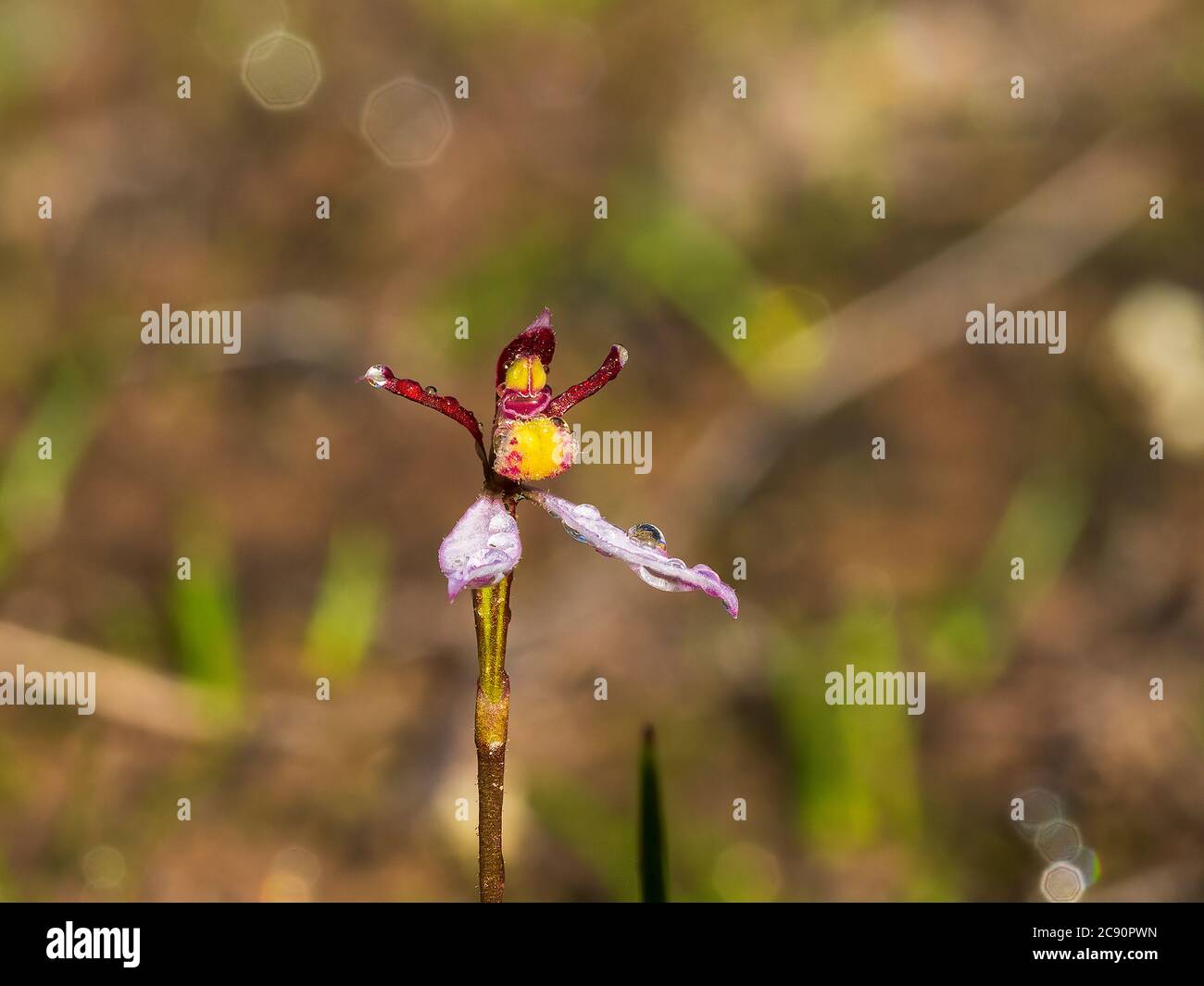 The flower of a small herbaceous plant known as Parson's Bands ...