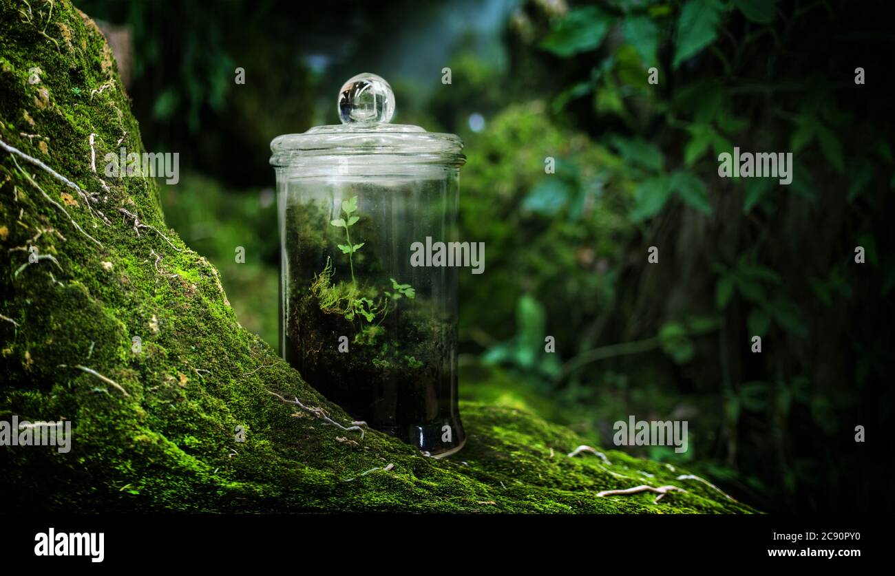 green moss in glasshouse garden on rain forest fresh nature with ...