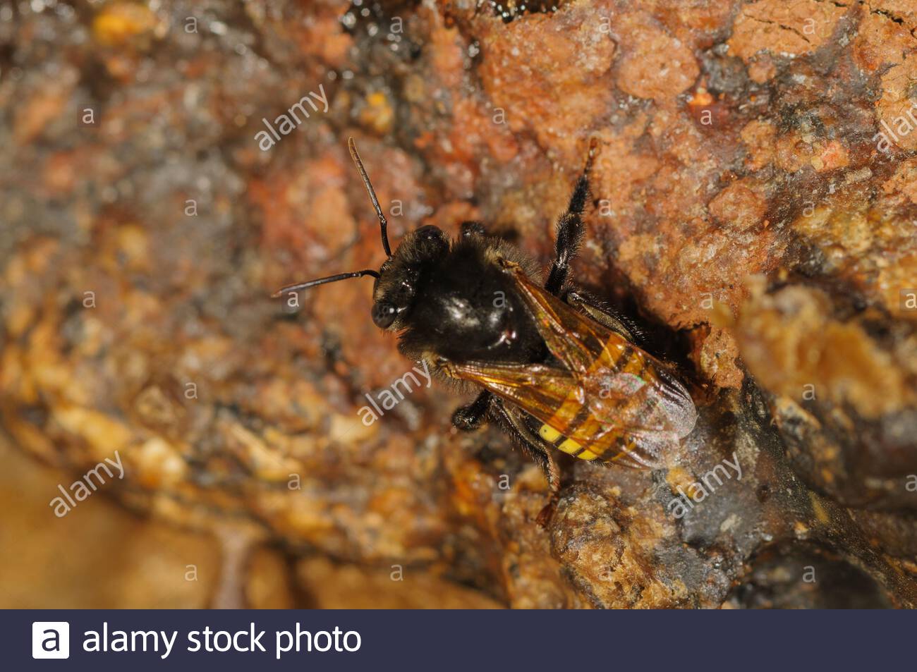 Melipona Bees High Resolution Stock Photography and Images - Alamy