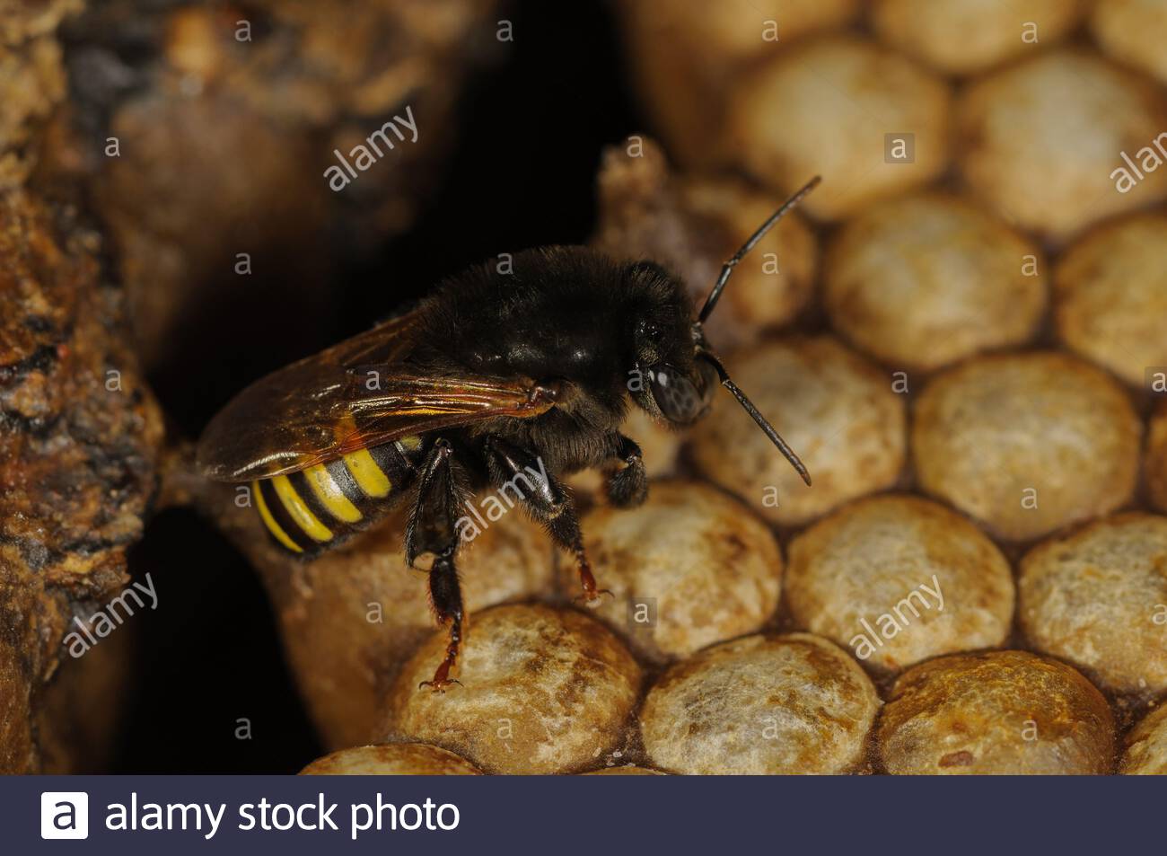 Melipona Bees High Resolution Stock Photography and Images - Alamy