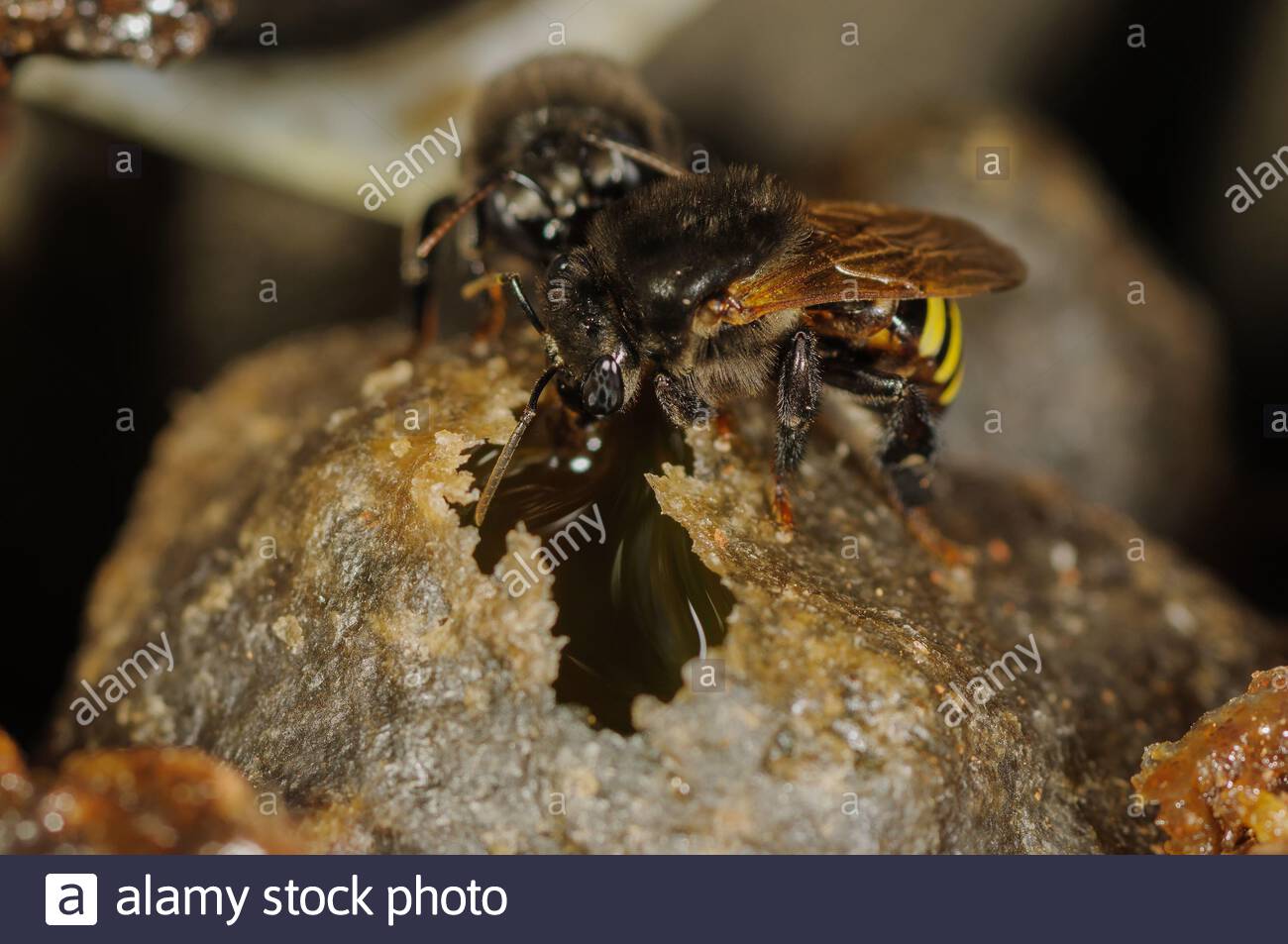 Melipona Bees High Resolution Stock Photography and Images - Alamy