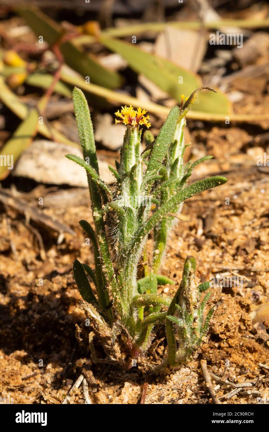 Australian native plants hi-res stock photography and images - Alamy