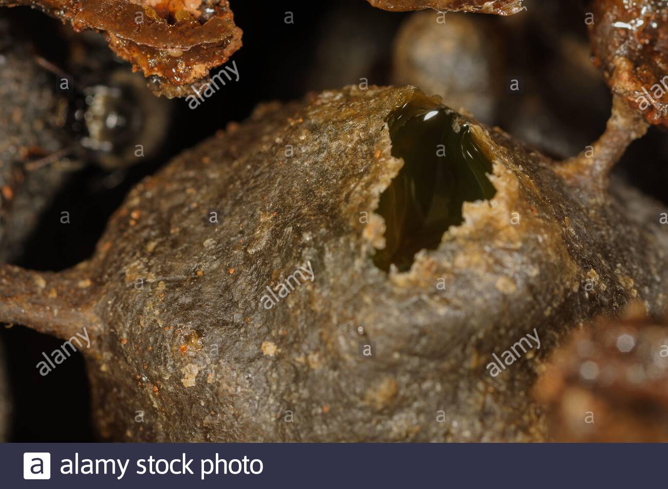 Melipona Bees High Resolution Stock Photography and Images - Alamy