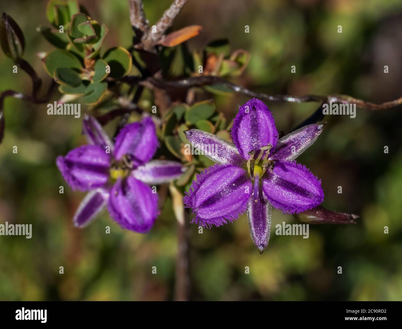 The Twining Fringe Lily (Thysanotus patersonii) is a climbing or ...