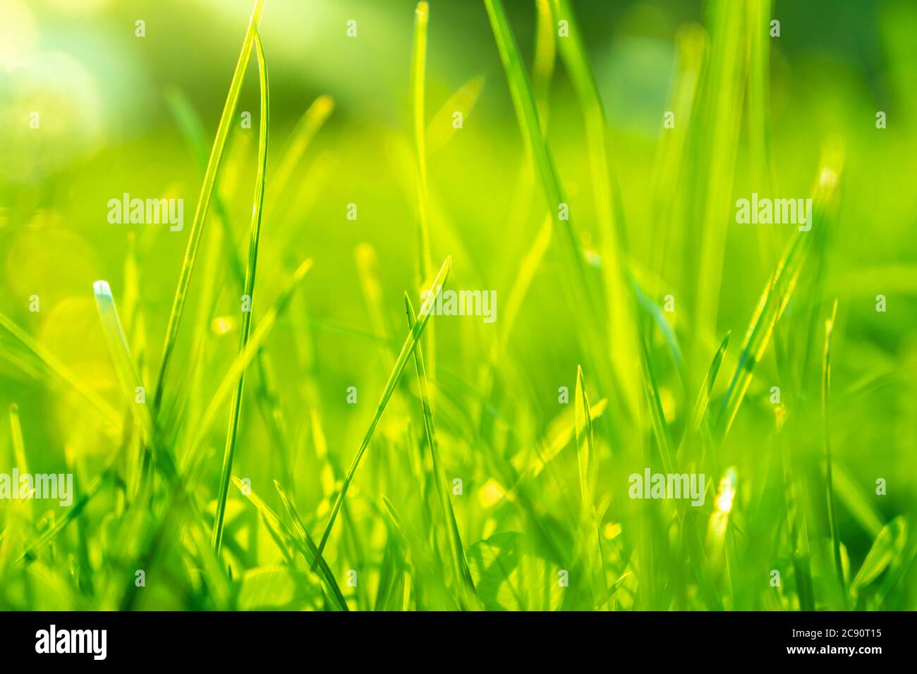 Macro shot green fresh summer lawn grass background. Close up view ...