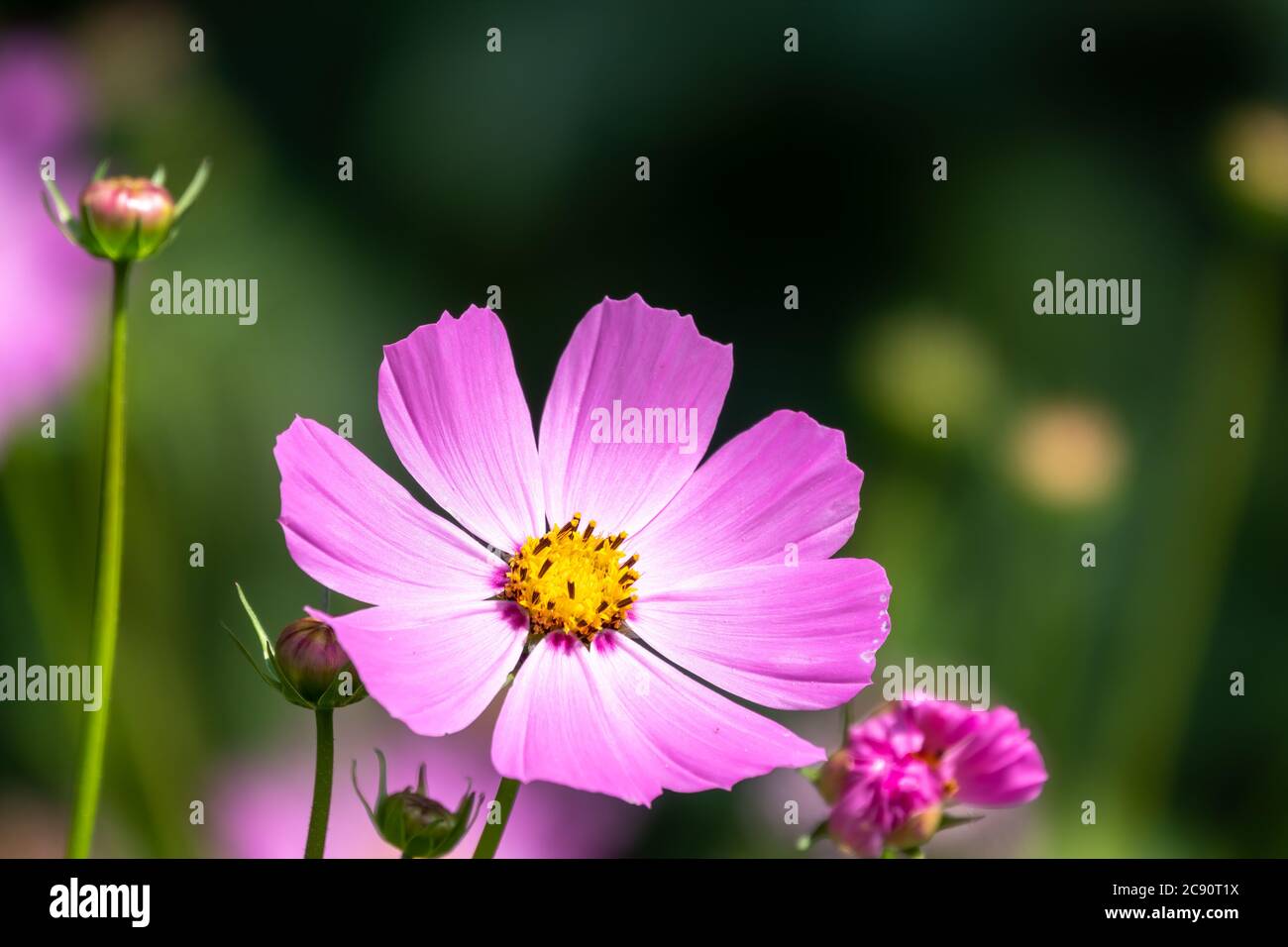 Beautiful purple Cosmos flower on green blured background. Violet ...