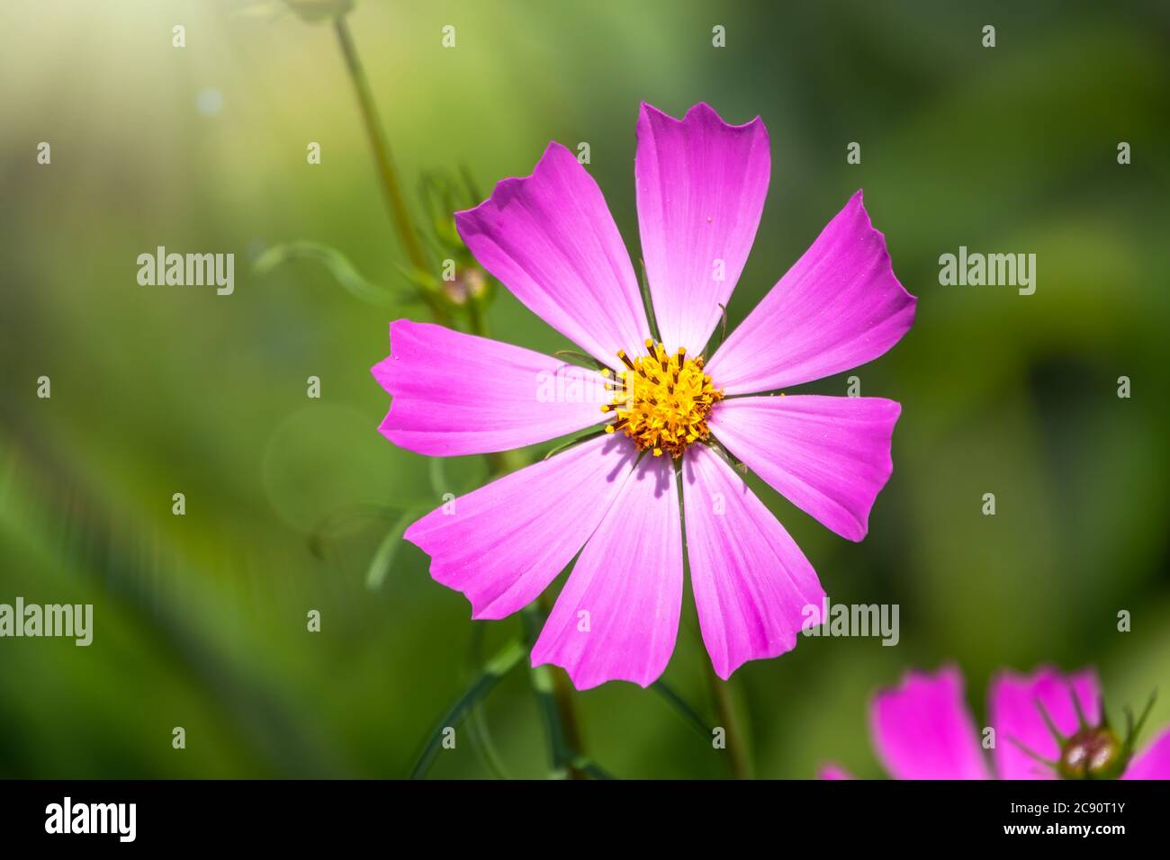 Beautiful purple Cosmos flower on green blured background. Violet ...