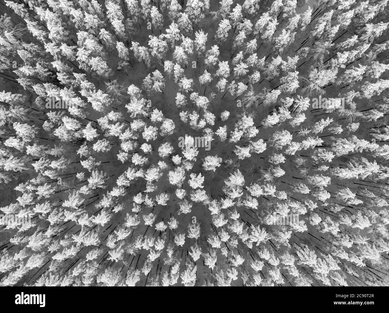 Aerial view of a winter snow-covered pine forest. Winter forest texture ...