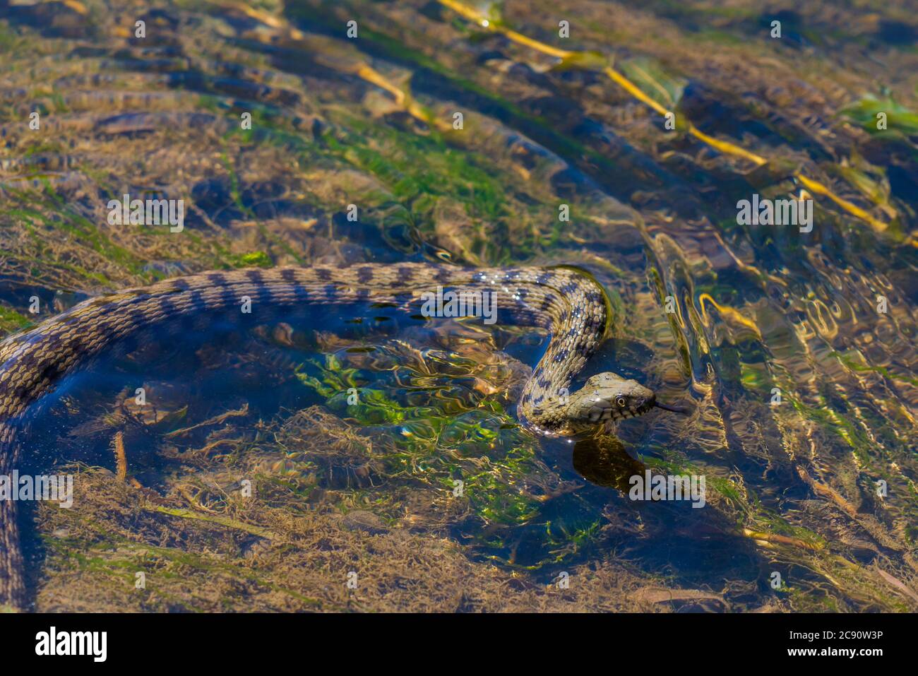 Grass snake swimming on lake hi-res stock photography and images - Alamy