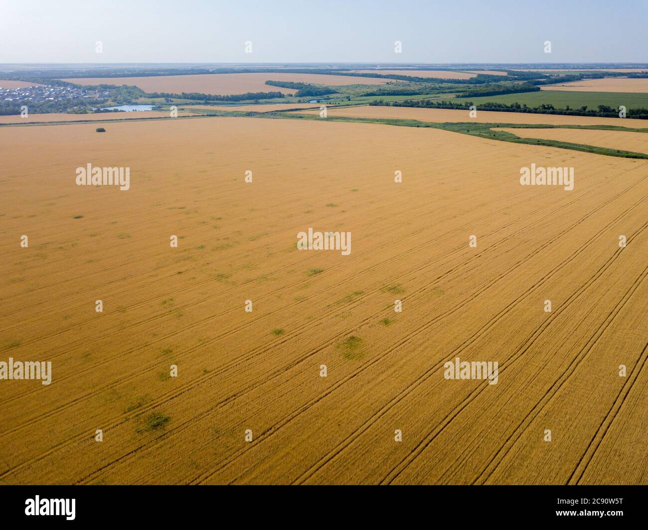 Aerial top view of the golden wheat field. Rural nature background ...