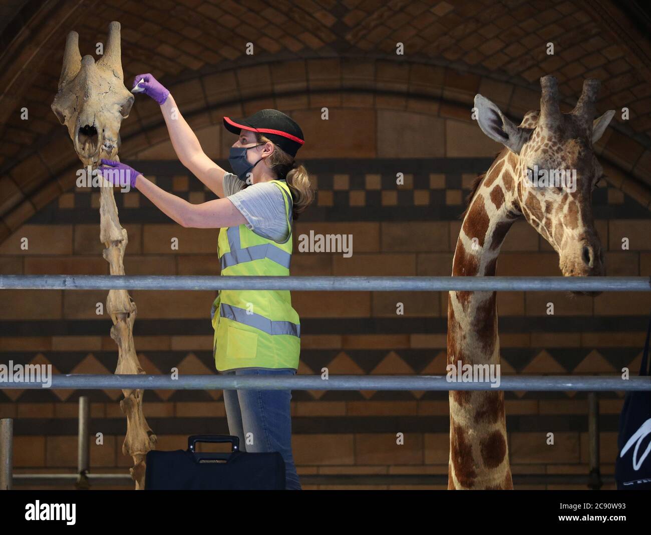 Conservator Anna Fenlon cleaning the giraffes at the Natural History ...