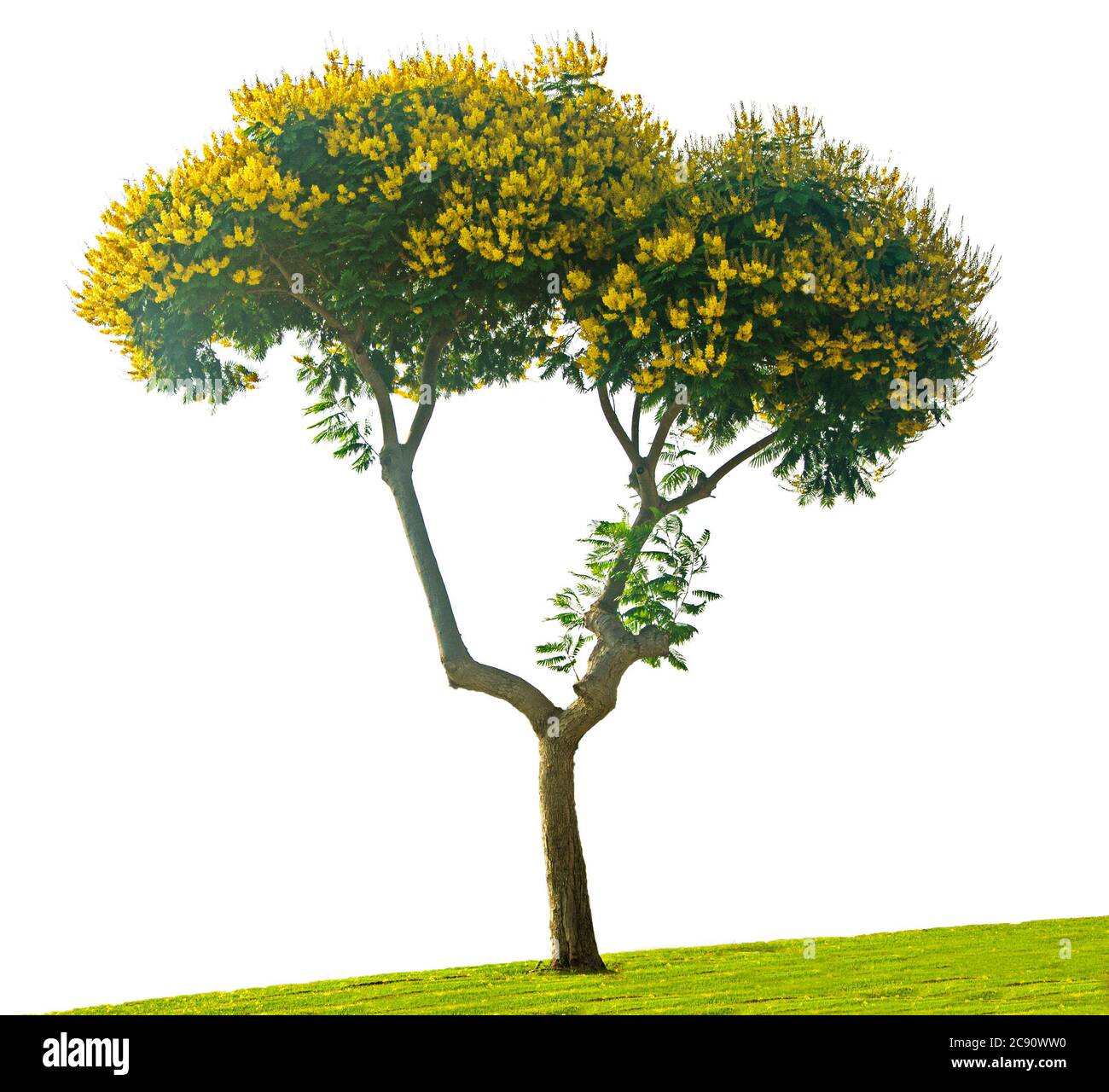 Acacia tree isolated on white background Stock Photo - Alamy