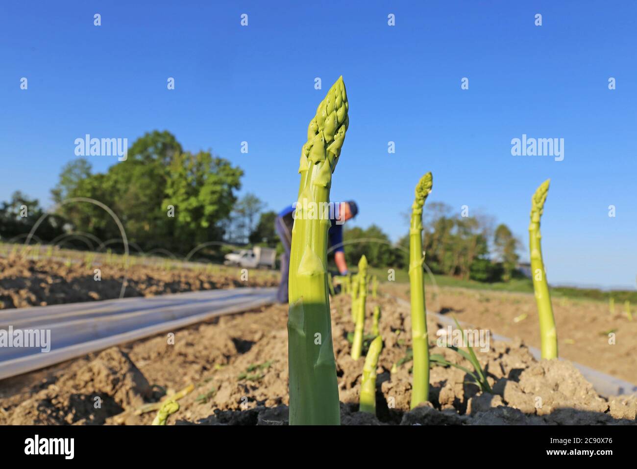 Agricultural asparagus harvest: Workers harvesting green asparagus ...
