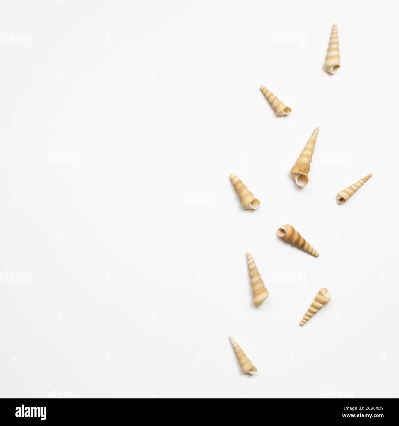 Conch seashells isolated on white background. summer marine decoration ...