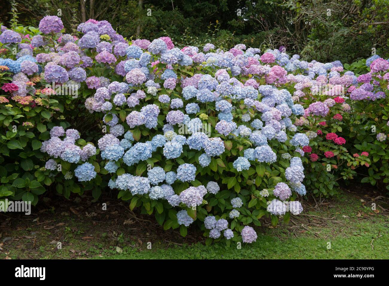Summer Flowering Colourful Mop Head Hydrangea Shrubs in a Woodland ...