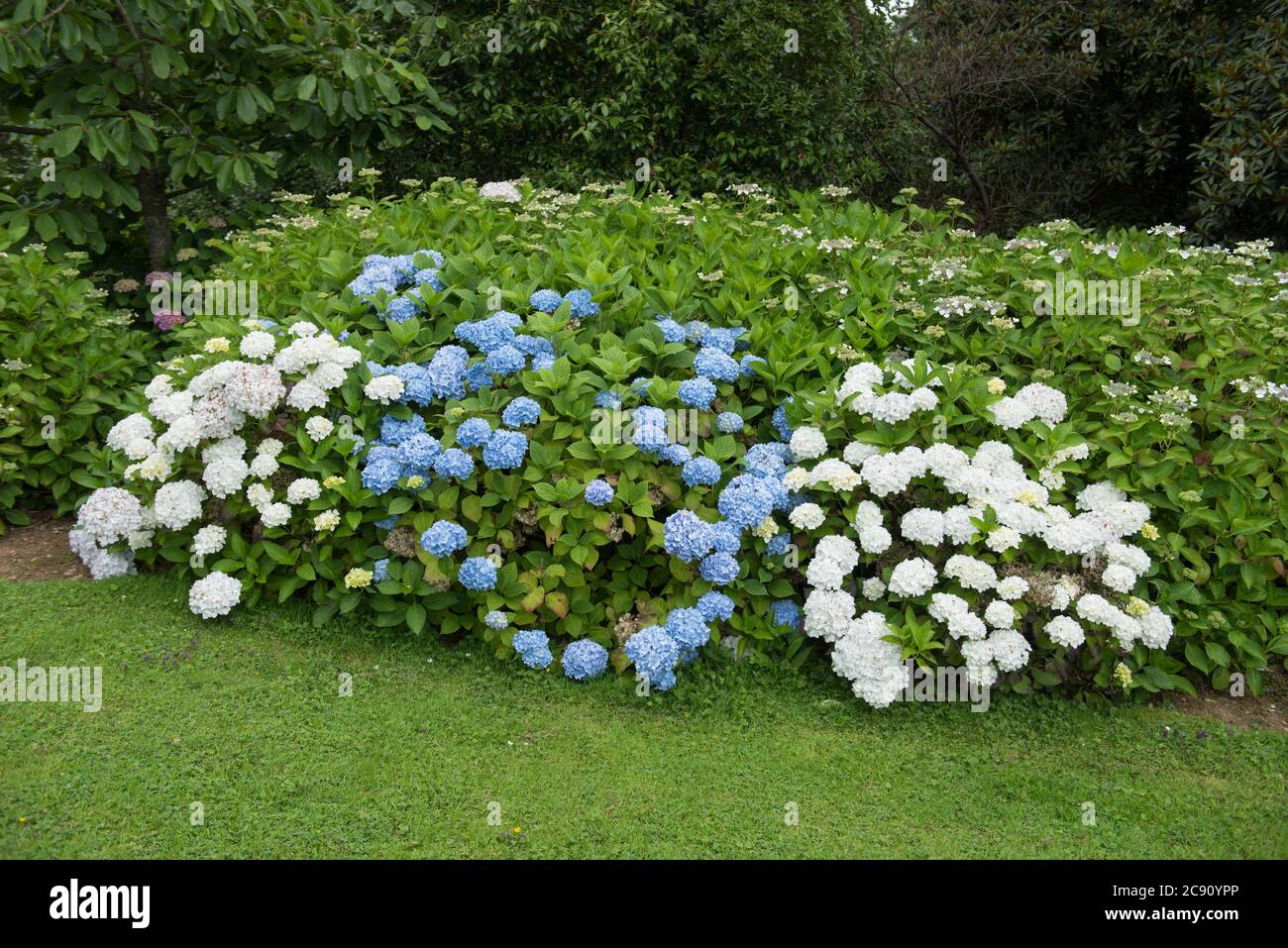 Summer Flowering Colourful Mop Head Hydrangea Shrubs in a Woodland ...