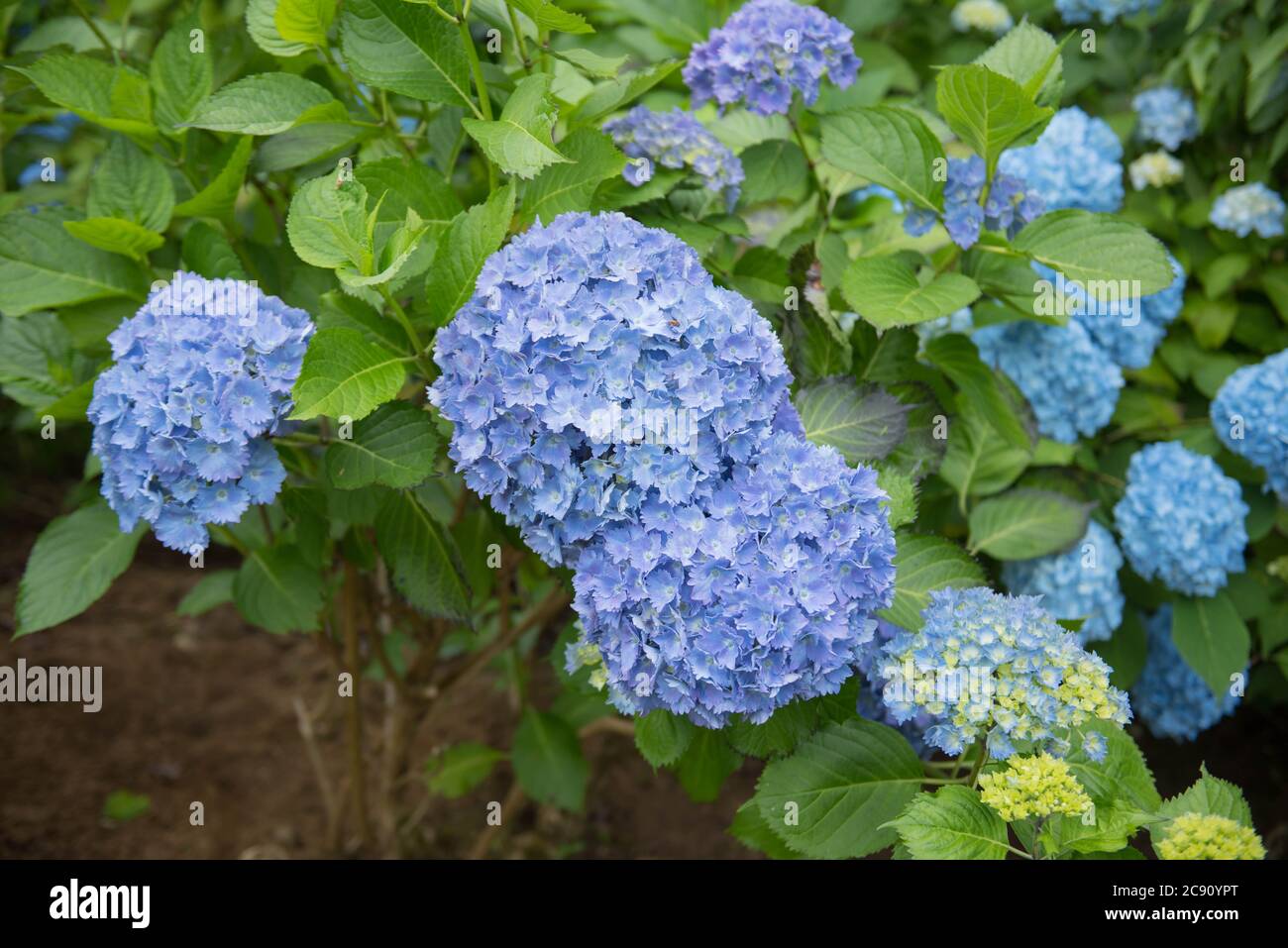 Summer Flowering Colourful Mop Head Hydrangea Shrubs in a Woodland ...