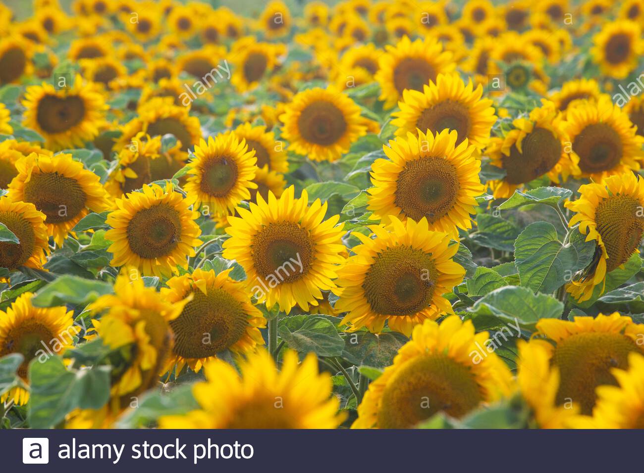 Sunflower scene in a Bavarian summer as the weather continues to be ...