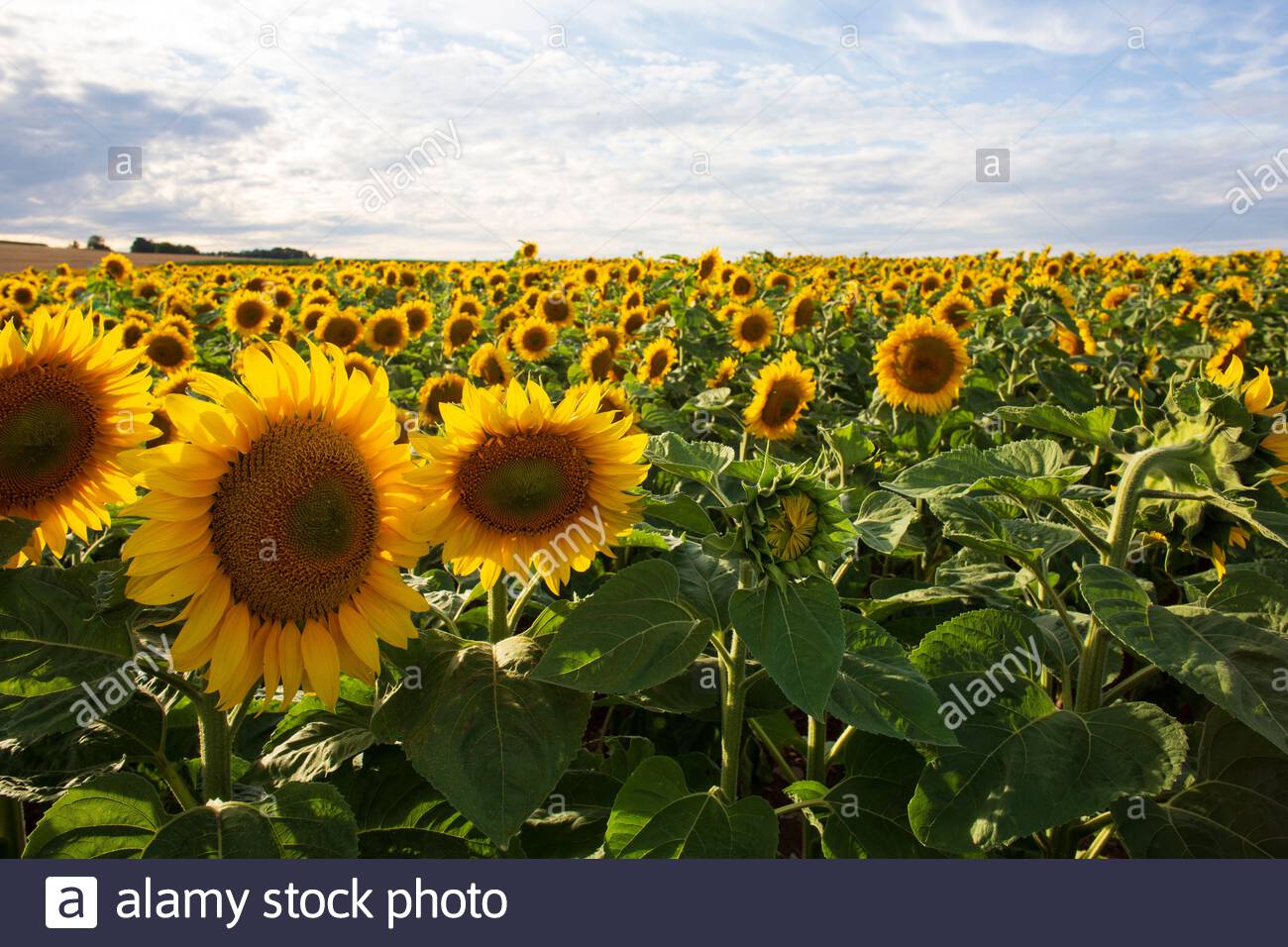 Sunflower scene in a Bavarian summer as the weather continues to be ...