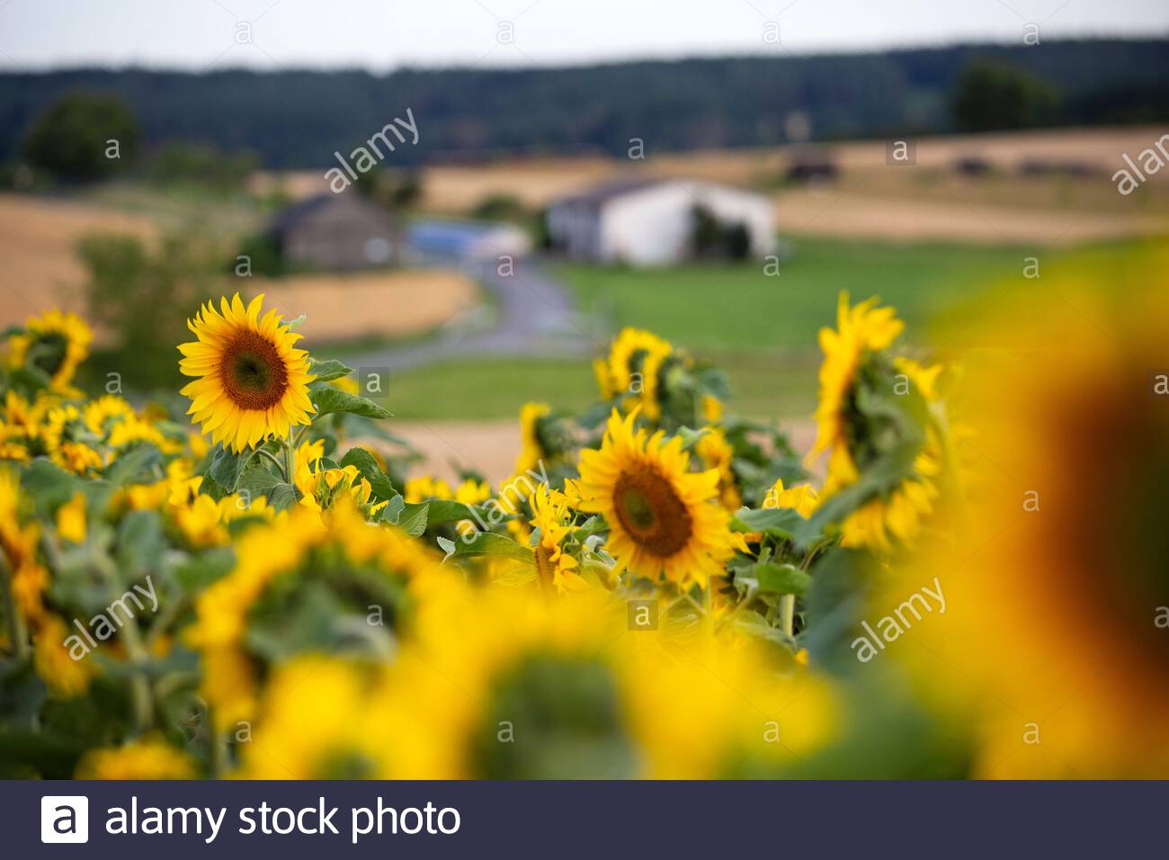 Sunflower scene in a Bavarian summer as the weather continues to be ...
