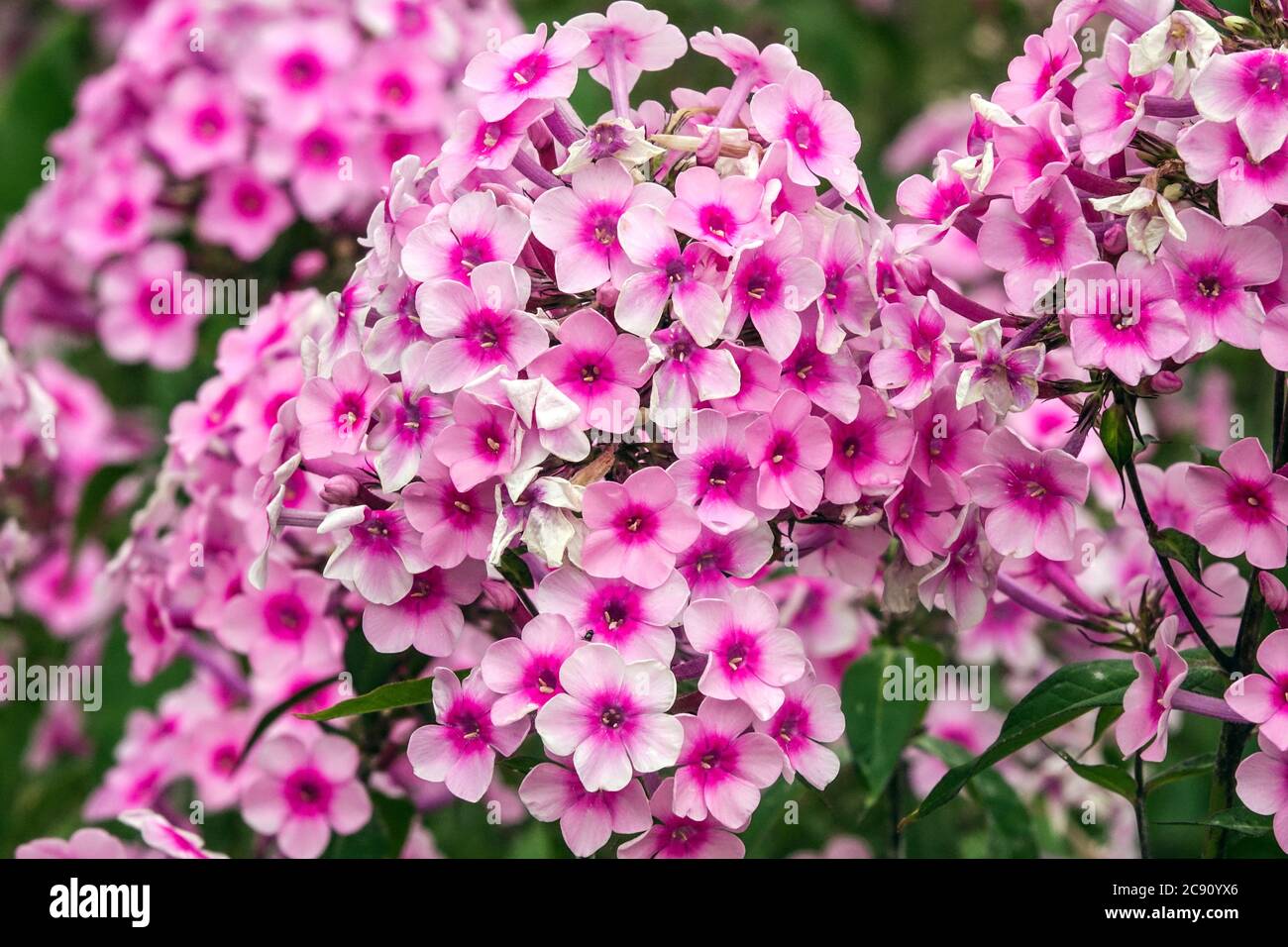 Pepper flower hi-res stock photography and images - Alamy